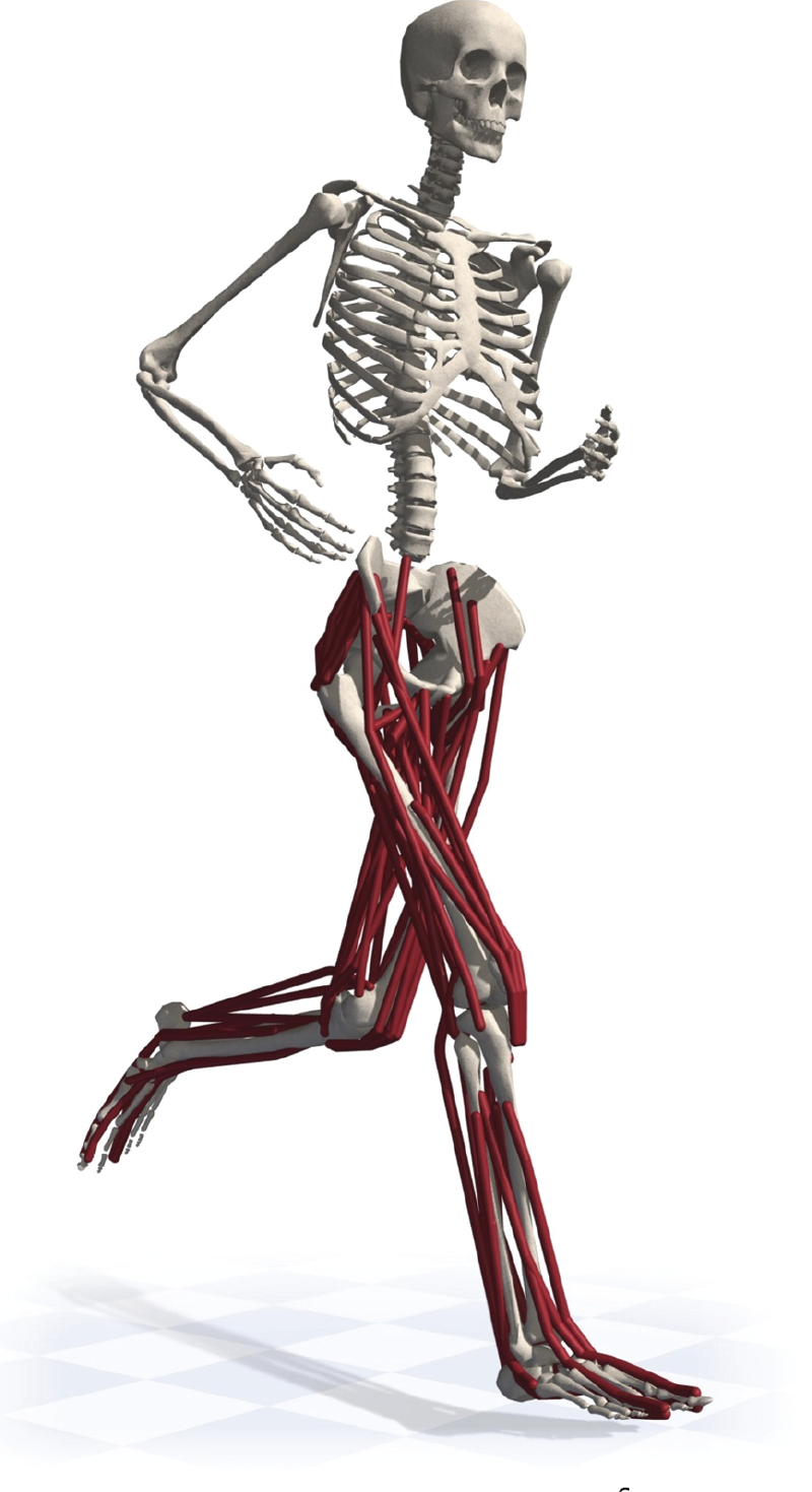 Movement Bioengineering Lab